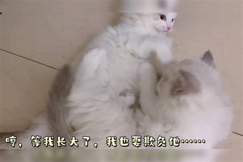 喵喵大型斗殴现场 萌宠来袭 斗殴 喵喵 来袭