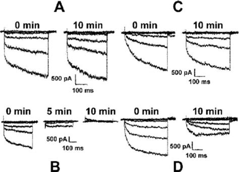Time Dependent Atcngc2 Currents Recorded From Hek Cells Whole