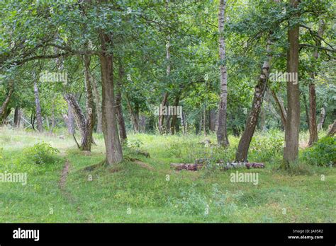 Tree Dirt Road Field Meadow Forest Plant Tree Trees Dirt Road