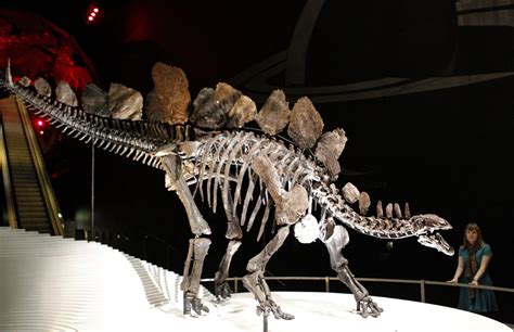 Stegosaurus Fossils