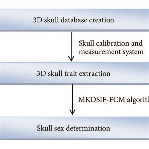 Depiction Of The Sex Determination Process Download Scientific Diagram