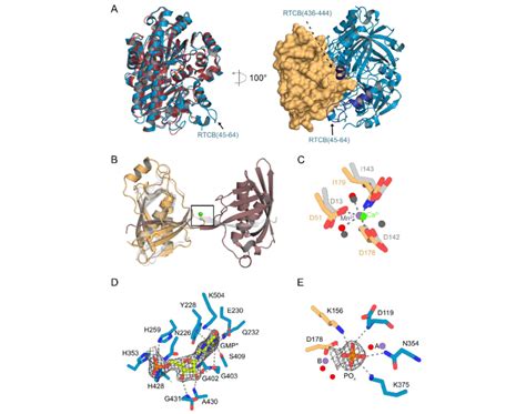 Figure S5 Comparison Of The Rtcb Archease Complex With Previous Crystal Download Scientific