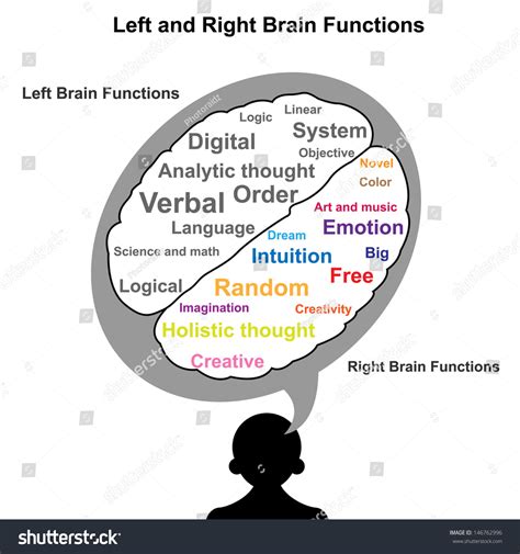 Left Right Brain Function Illustration Stock Vector Royalty Free 146762996 Shutterstock
