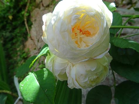 Rose Blanche David Austin Claire Photo Gratuite Sur Pixabay Pixabay