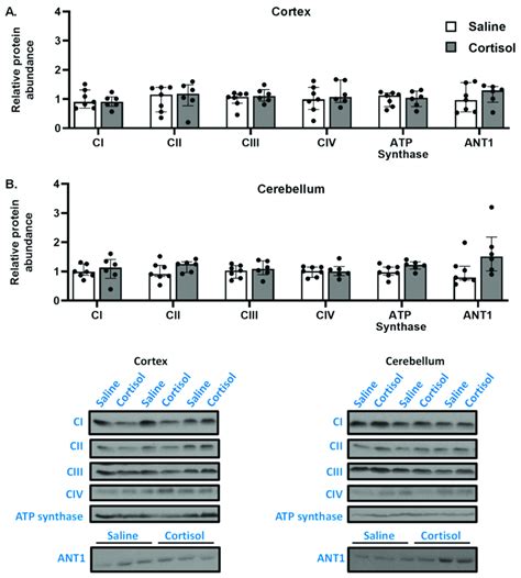 Mitochondrial Ets Complex And Ant1 Abundance In The Cerebellum And
