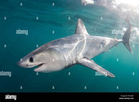 Porbeagle Shark Lamna Nasus Nova Scotia Canada North Atlantic