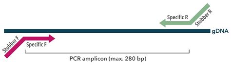 Pcr Amplification