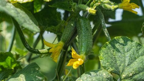 Fafodil Freshness You Can Taste Quality You Can Trust