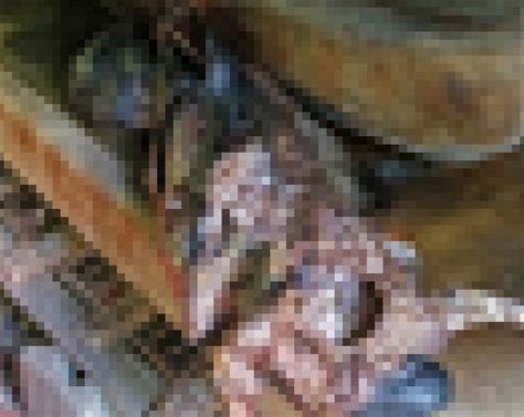 【閲覧注意】「野良犬が異常に集まる家」⇒ 絶対に中を見てはいけない理由・・・（動画あり） ポッカキットポッカキット