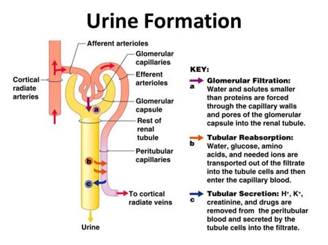 Nephron Structural Anatomy And Types Online Biology Notes