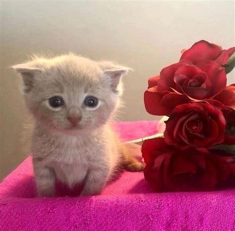 Ловелас 🌹 Милые котики Котопес Котята