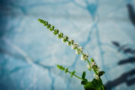 Mint Seeds On A Green Herb Stem Stock Image Image Of Natural Garden