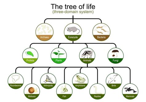 Domain Science Classification