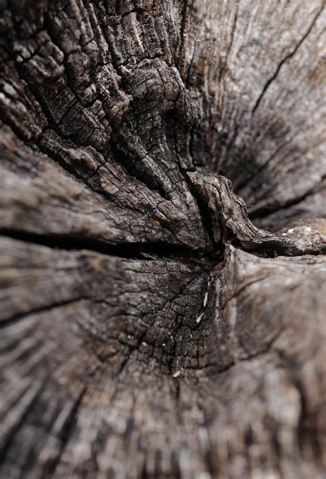 거친 경치 곡물 구조 나무 나무 껍질 나무 둥치 늙은 단단한 디테일 목조 반지 배경 복잡한 선 섬유질의 성장 세로 숲 식물의 야외에서