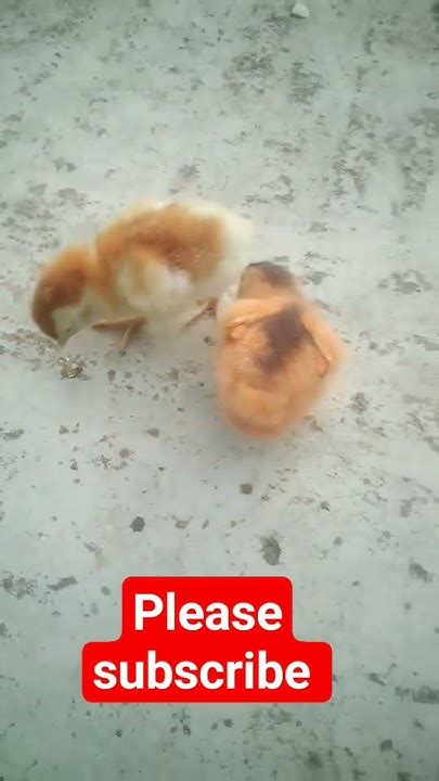 Sonali Murgir Bacca Youtube