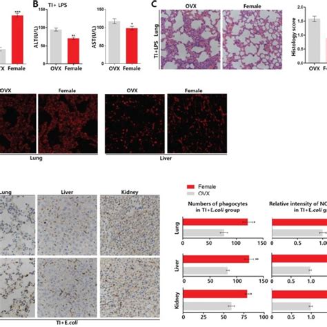 Trained Immunity Manifests Serious Sepsis Consequences And Decreased