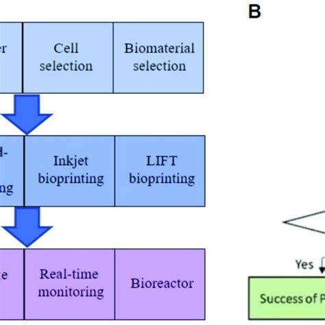 A Three Stages Pre Bioprinting Bioprinting And Post Bioprinting Download Scientific