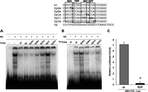 Mutational Analysis Of 4 Putative Sp Core Binding Sites Within The Ϫ Download Scientific