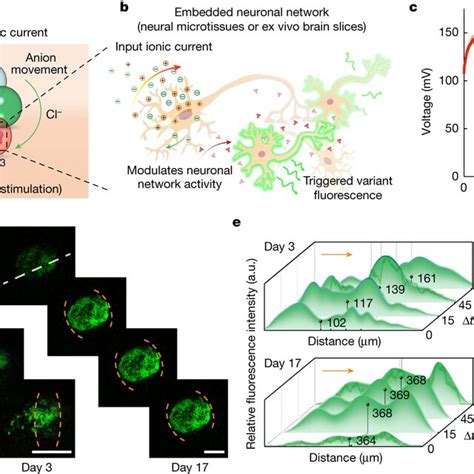 Pdf A Microscale Soft Ionic Power Source Modulates Neuronal Network Activity