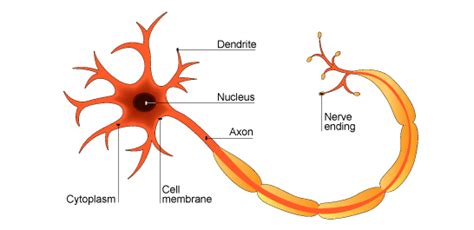 Nerve Cells And Synapses Grade 9 Understanding For Igcse Biology 288 289 Pmg Biology