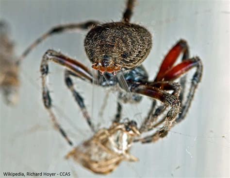 Spider Anatomy Understanding Arachnids