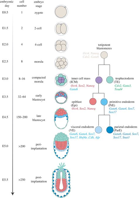 Journey Of The Mouse Primitive Endoderm From Specification To Maturation Philosophical