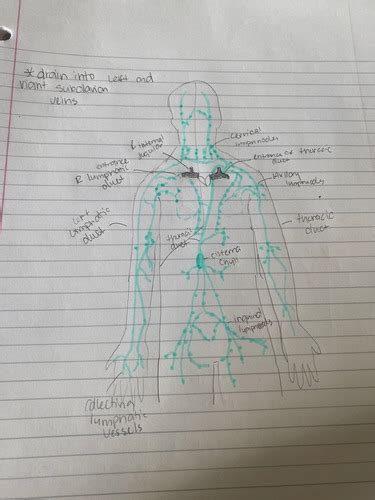 Aandp Assignment Flashcards Quizlet