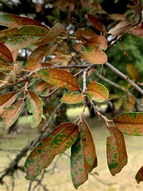 Oak Wilt Symptoms In Live Oaks Arborcare And Consulting