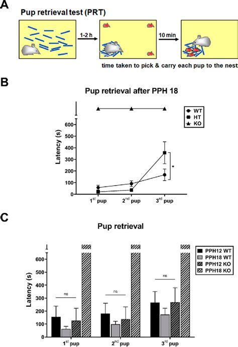 Plcβ1 Ko Dams Could Not Finish Pup Retrieval Task After Pph 18 A Pup