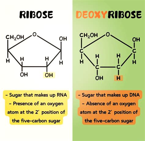 🧬核糖核苷酸与脱氧核糖差异解析