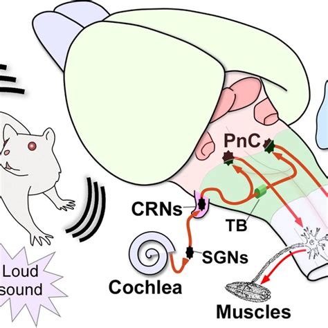 Three Dimensional 3d Schematic Drawing Of The Primary Acoustic