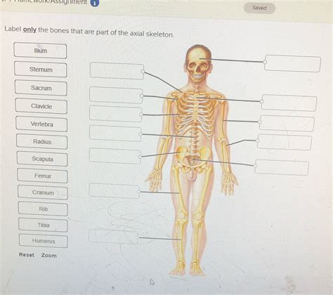 Axial Skeleton Labeling