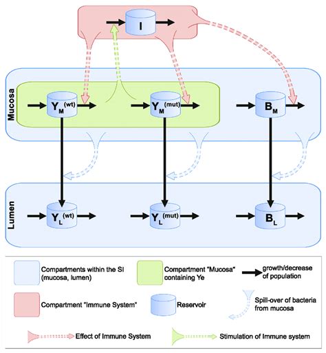Schematic Graphical Depiction Of The Model Composition And Interaction