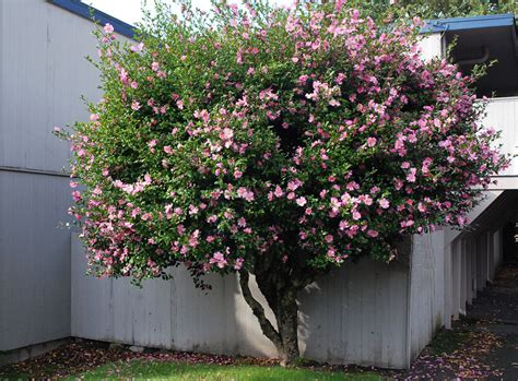 Camellia Sasanqua Landscape Plants Oregon State University