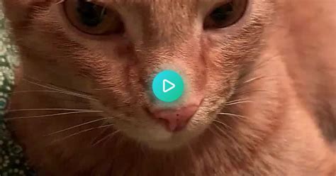 Does My Cat Have A Uri Album On Imgur