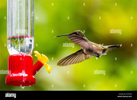 Female Ruby Throated Hummingbird Flying Up To A Hummingbird Feeder With Nectar With Her Tongue