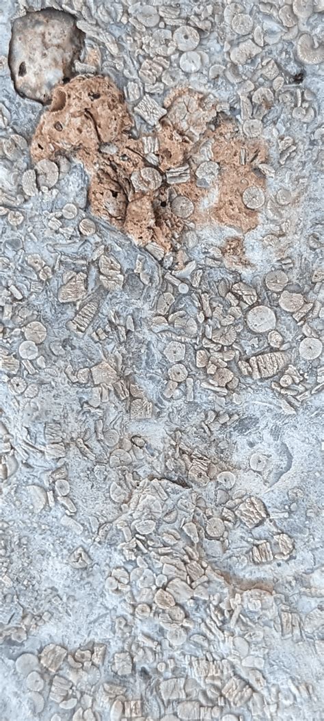 Southern Utah Tiny Fossils Are These Common Rfossils