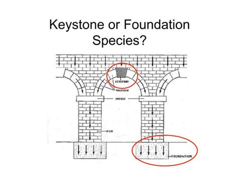 Keystone And Foundation Species Pdf