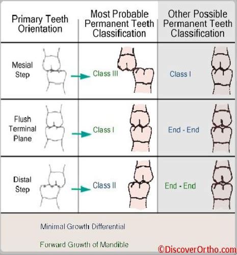 Occlusion Flashcards Quizlet