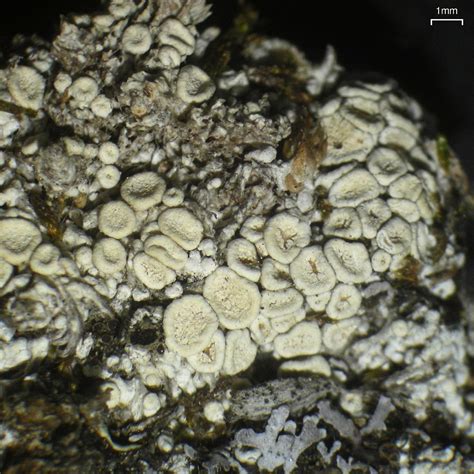 Uppsalaflechte Ochrolechia Upsaliensis