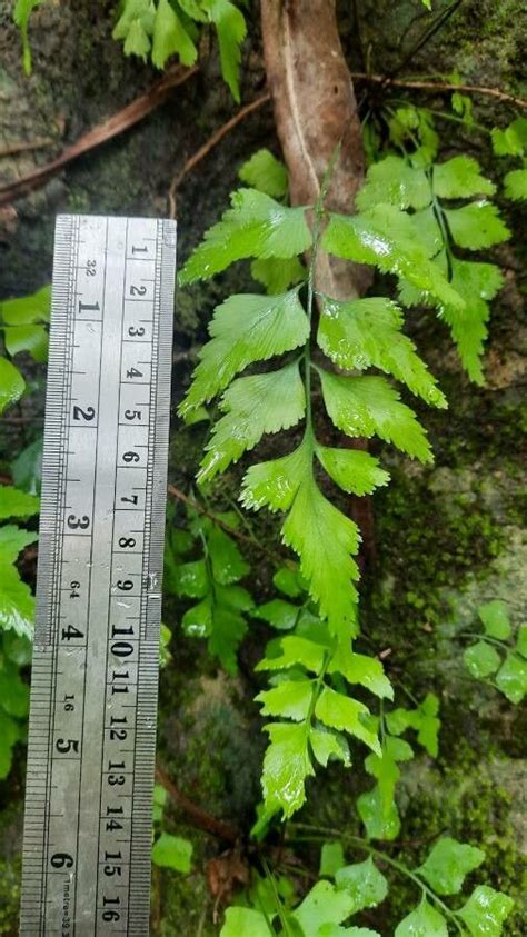 Asplenium Polyodon G Forst Dunia Pl Ntnet Identify