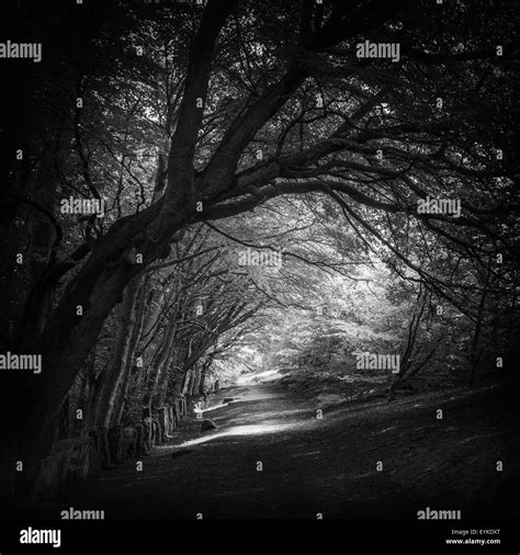 Tree Tunnel Following A Magical Path Through The Woods Stock Photo Alamy