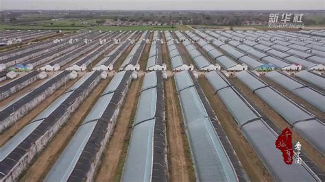 千城百县看中国｜山东巨野：冬日蓝莓抢“鲜”上市凤凰网视频凤凰网