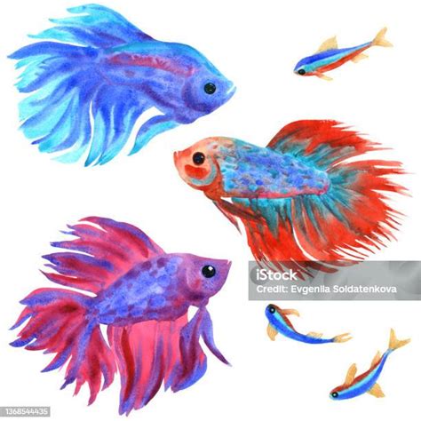 흰색에 설정 물고기와 싸우는 베타는 화려하고 네온 수채화 일러스트레이션 가축에 대한 스톡 벡터 아트 및 기타 이미지 가축 개체 그룹 공격성 Istock