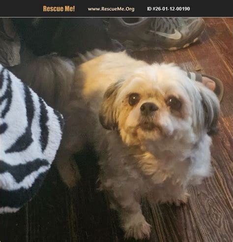 Adopt 26011200190 ~ Shih Tzu Rescue ~ Columbia Mo