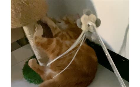 调皮猫猫的玩耍日记20哔哩哔哩bilibili