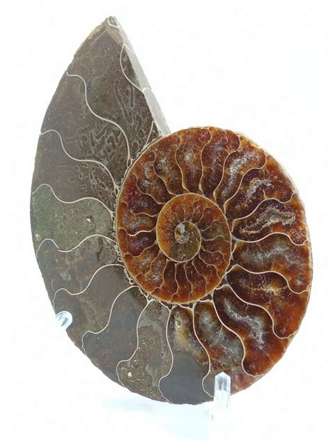 Ammonite Wonderful Ammonite Half Catawiki