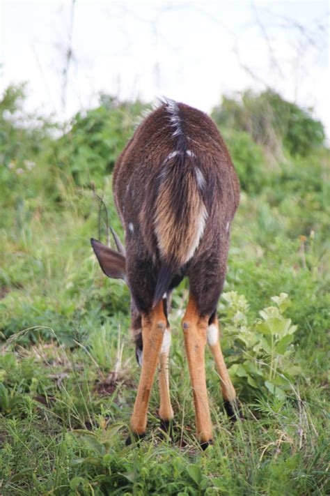 Hluhluwe Imfolozi Park Complete Guide To Kwa Zulu Natals Best Safari