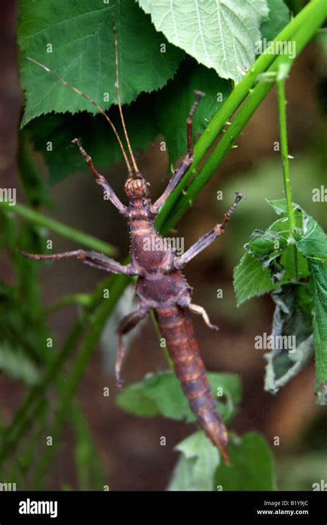 Female Vietnamese Bark Stick Insect Neohirasea Maerens Stock Photo Alamy