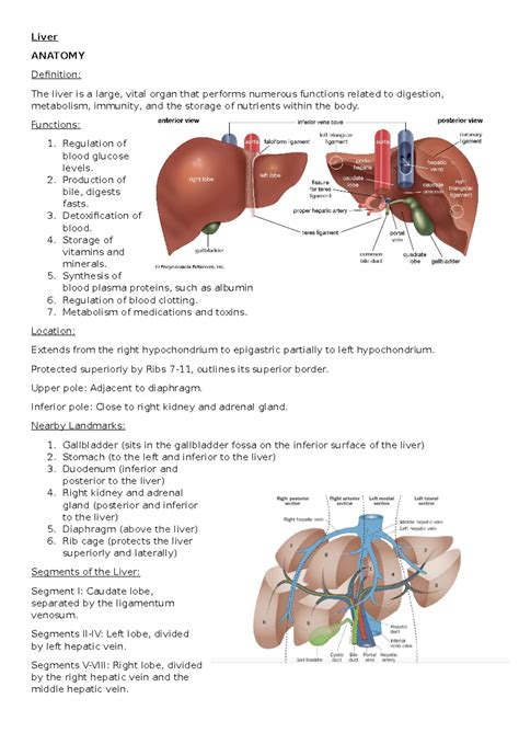 Liver Lecture Notes Liver Anatomy Definition The Liver Is A Large